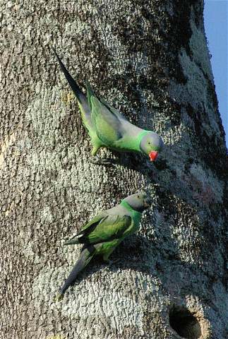 Sri Lankan Endemic Birds: Alu Girawa - Layard's Parakeet (Psittacula ...