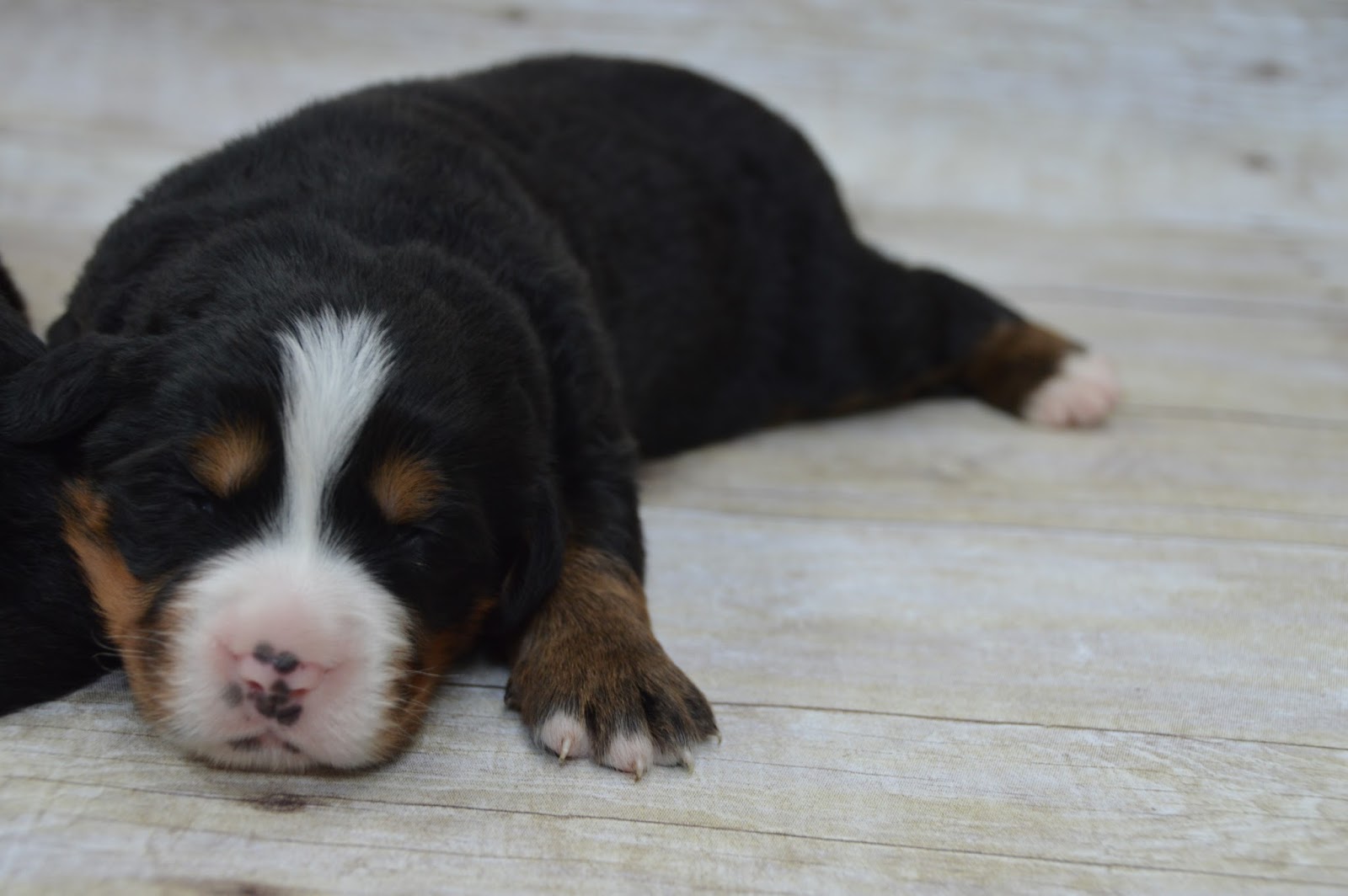 Bucks County Bernese: Photos