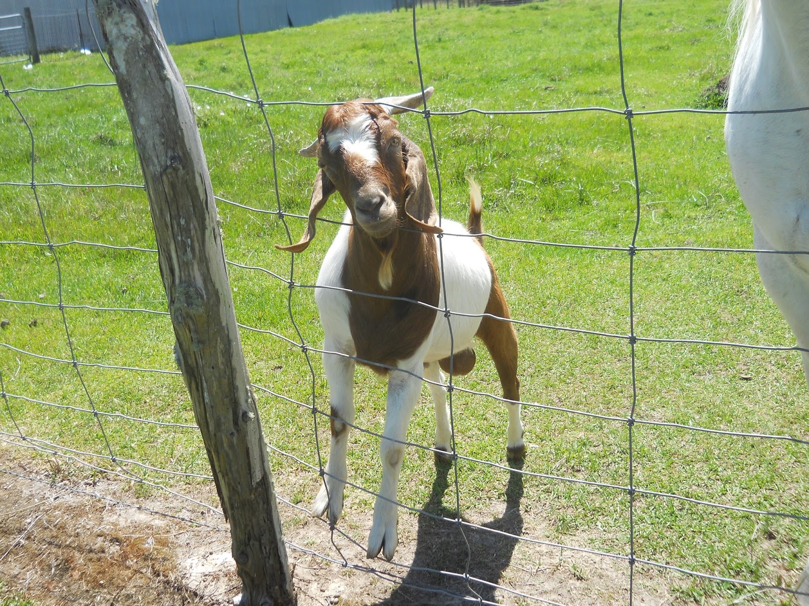 My Forest Cathedral: Yay for Goat-Goat and Clifford! Don't Fence Me In ...
