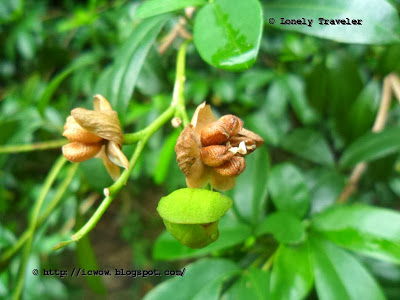 Lemonia Flower - Ravenia spectabilis