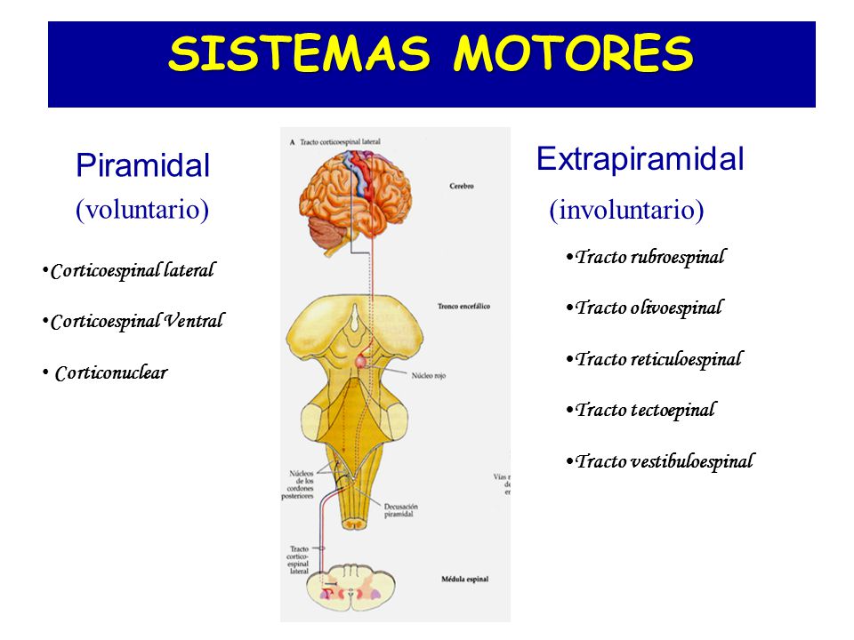 SISTEMA MOTOR PIRAMIDAL: IMÁGENES