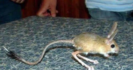 Aya Hanoru: Tikus Aneh, Berkaki Kangguru Berkuping Kelinci