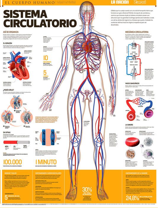 Blog de Secundaria del Gala: Infografías del Sistema Circulatorio. (I)