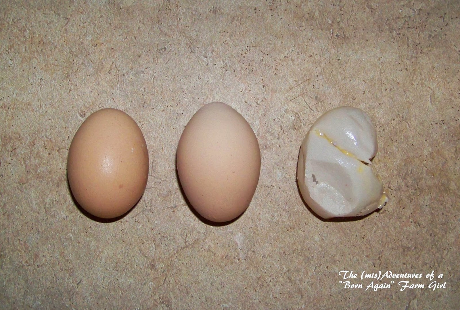 The Making of an Egg, Why Calcium is Important to Hens - The (mis ...