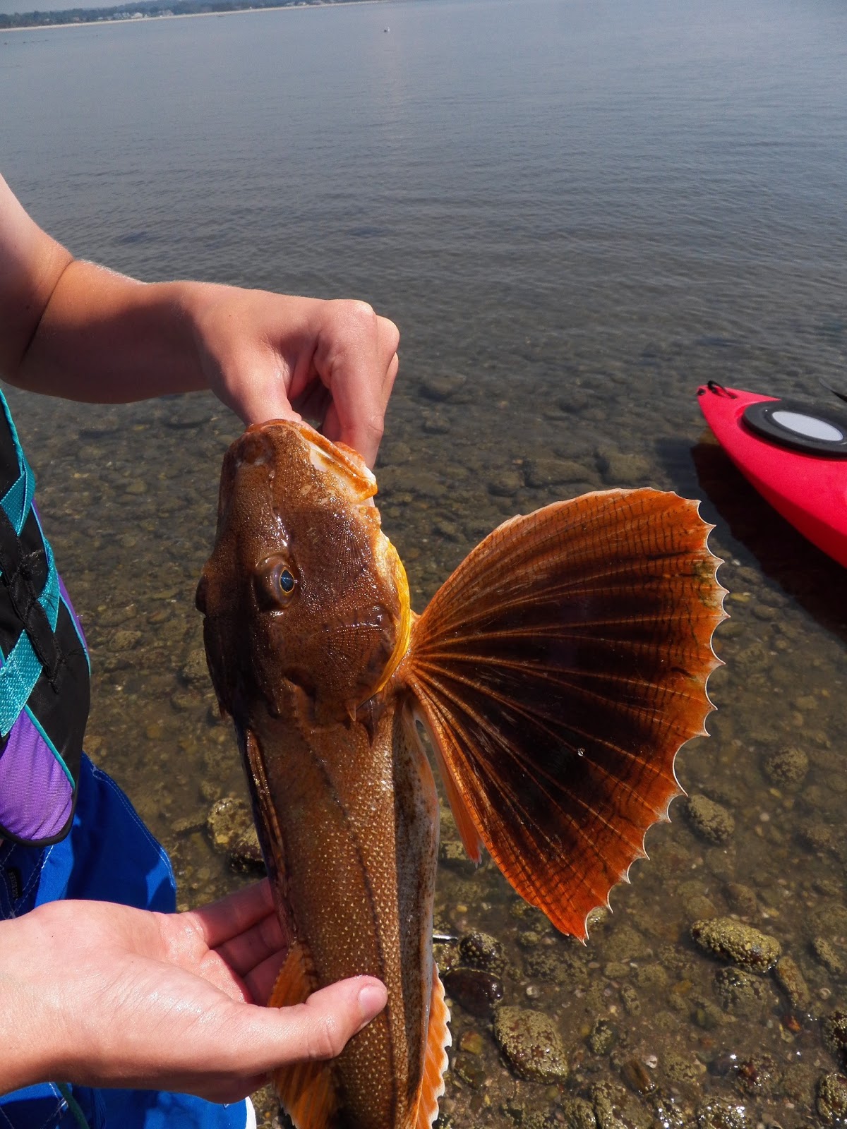 Connecticut Fly Angler: Salt Water Fishing and The Sea Robin