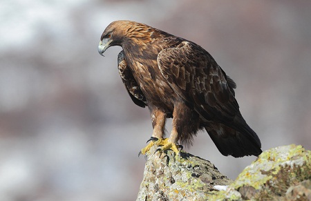 Info-Junction Blog: Golden Eagle