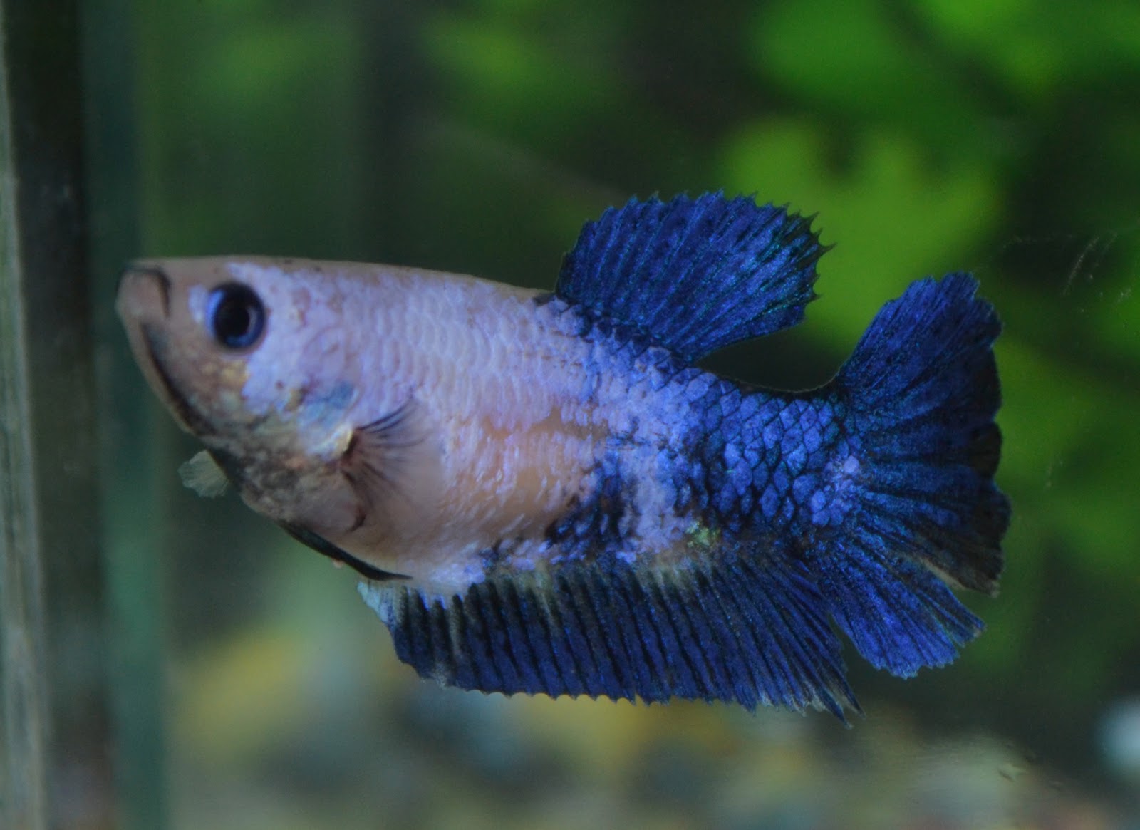 Betta Fish Afira: Betta HMPK 23 AUG 2012 FEMALE FANCY