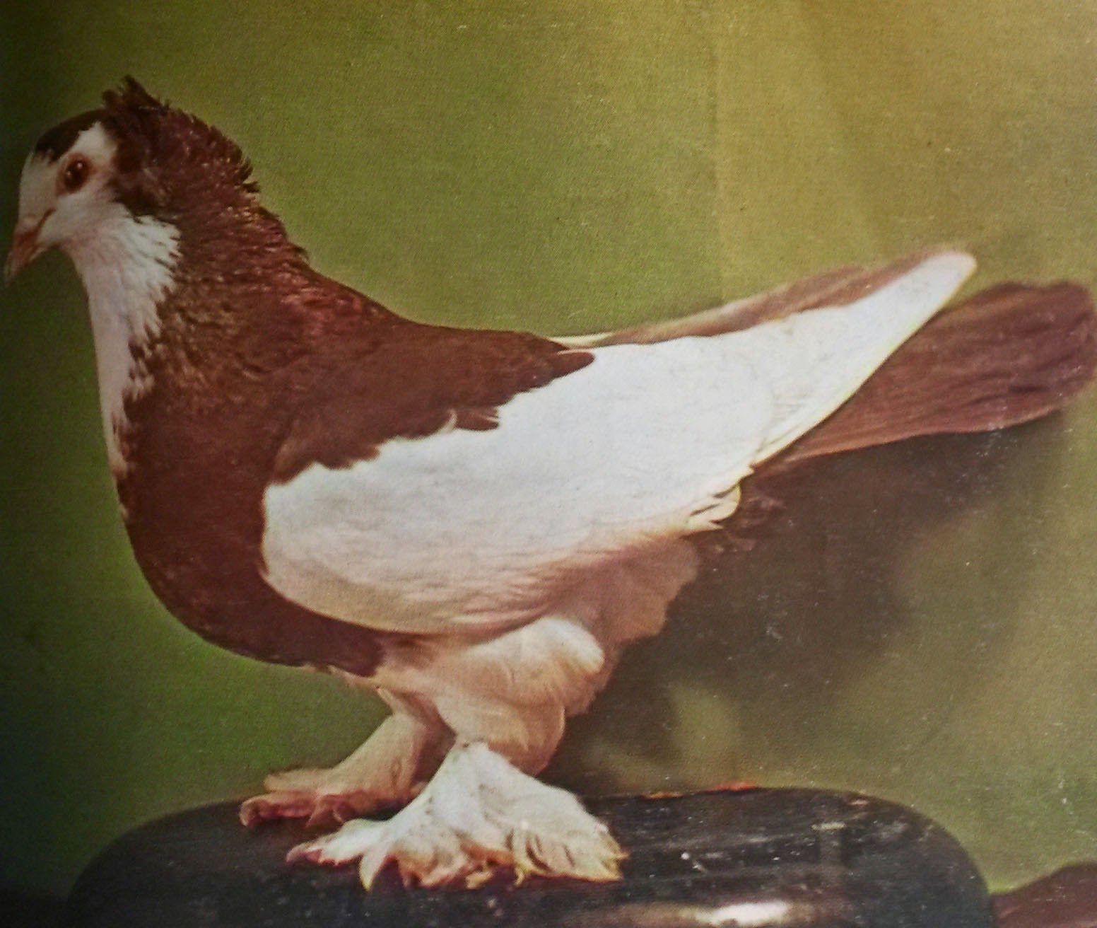 Hungarian Buga Pigeon origin description size ornaments colors comment ...