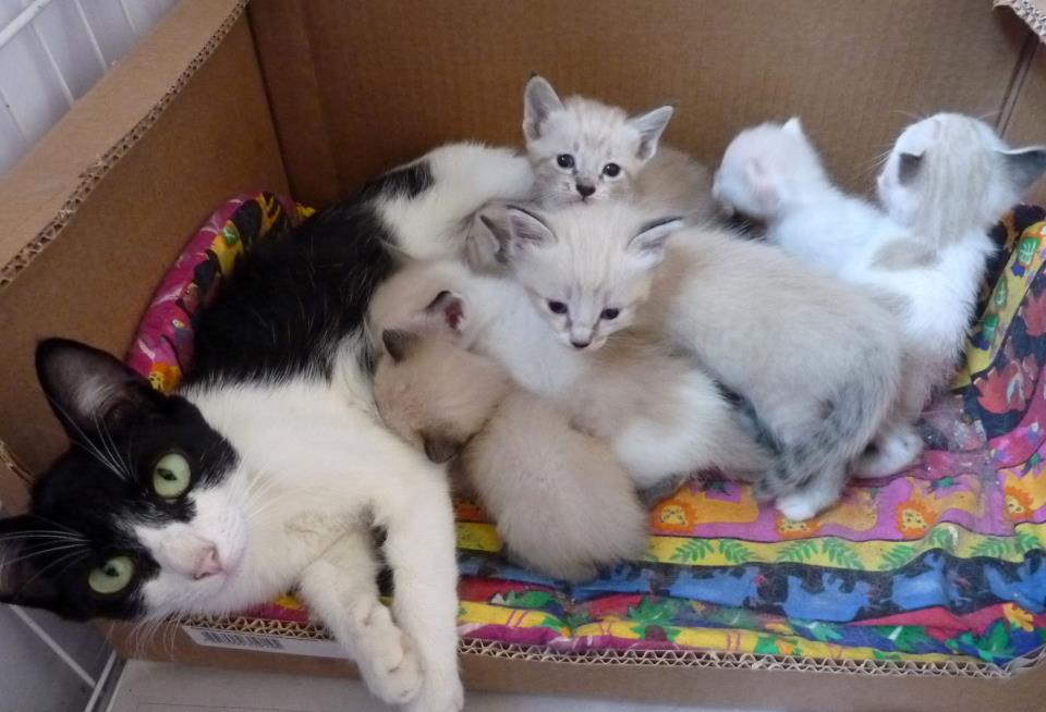 Doação de Filhotes de Gatos SRD | Quatro Patas Adoção