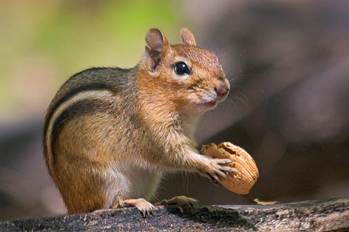 The Beauty Of The Chipmunk