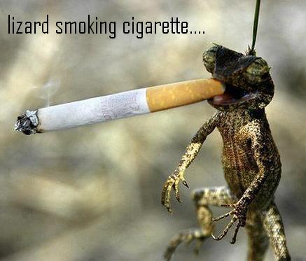 Myplacepk: Lizard Smoking Cigarette