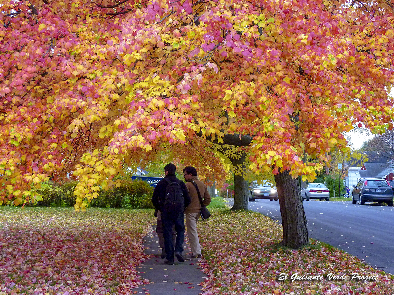 Syracuse, Nueva York: viaje por el país de Oz | El Guisante Verde ...