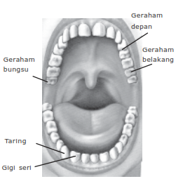 Jenis-Jenis Gigi Dan Fungsinya - Update Info