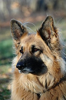 Everything about your King Shepherd - Luv My Dogs