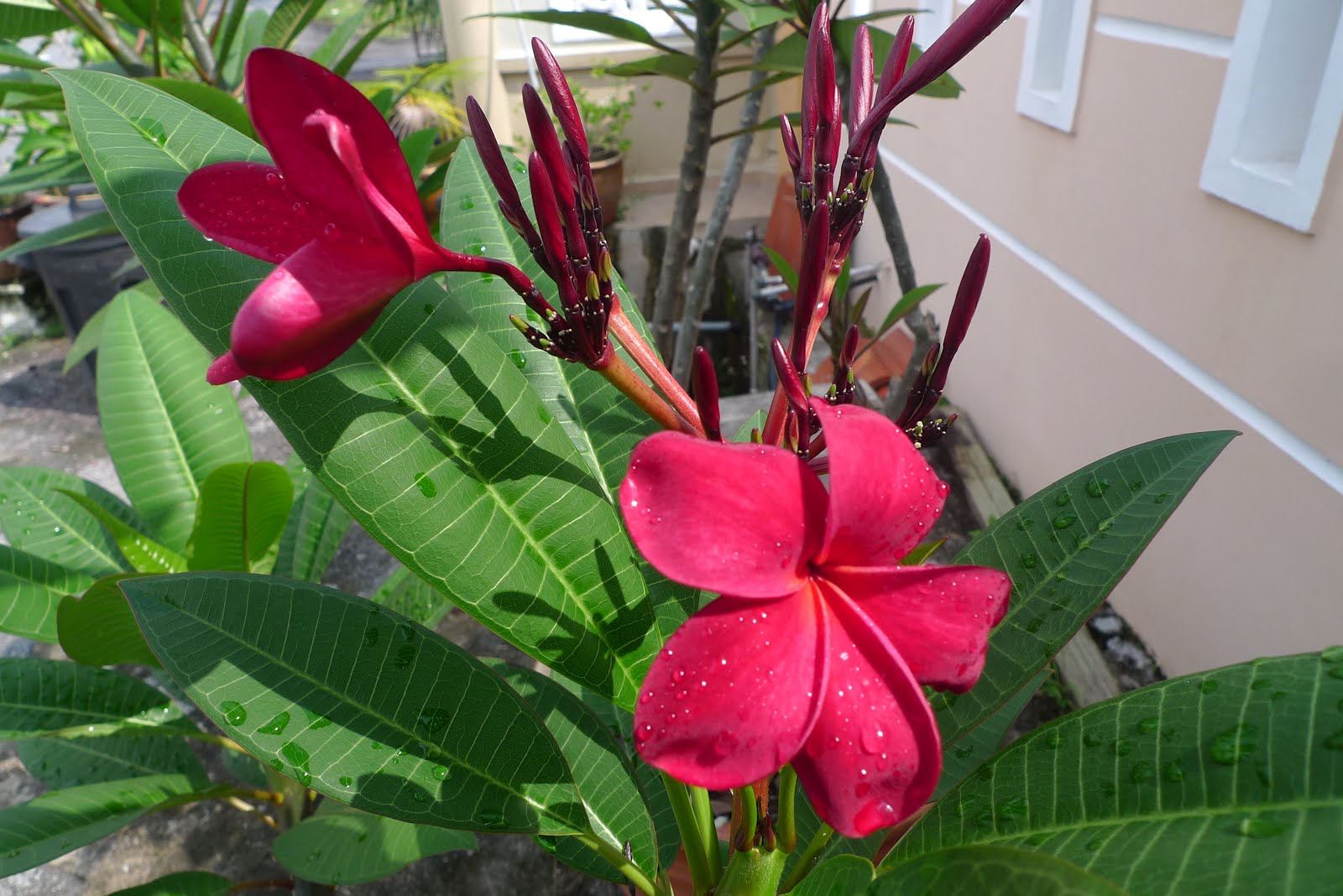 Diari Seorang Suri: Pokok Kemboja merah berbunga sulung