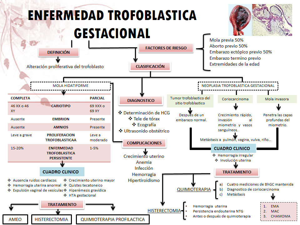 Blog ginecologia ana karen: ENFERMEDAD TROFOBLASTICA GESTACIONAL