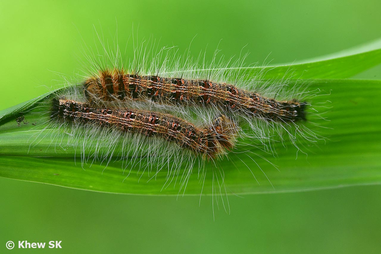 Butterflies of Singapore: Sep 8, 2019
