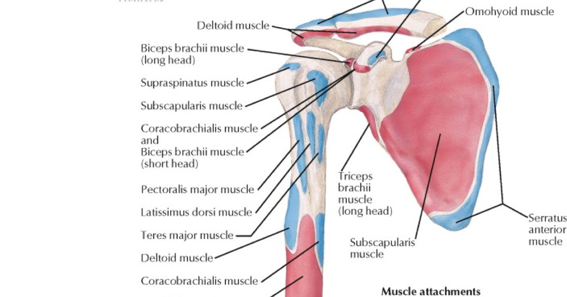 Anatomical Basis of Clinical Practice