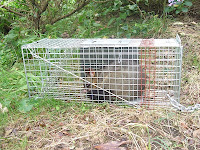 Mangaiti Gully Restoration Group: Pest Control