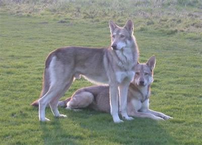 ~^*Vilkai*^~: Idomybes