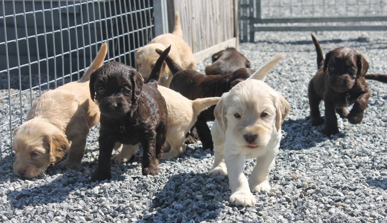 Du, jeg og alle sammen: Maange valper