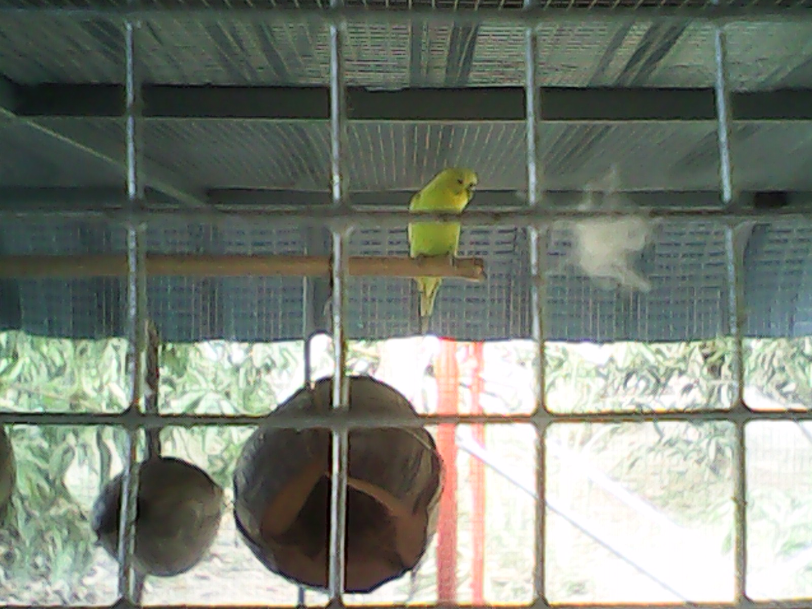 Malay Hanging Parrot | Burung Serindit: Serindit Perlis