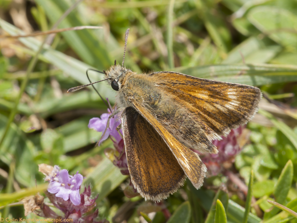 Postcards from Sussex: Lulworth Skippers on the cliffs