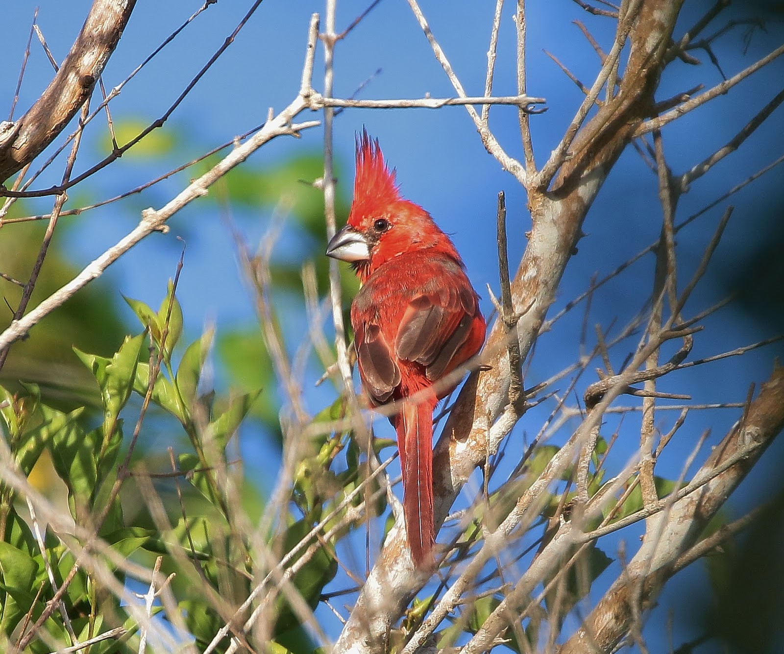 Nuestro bello mundo...: Excursion Paraguana, Edo. Falcon, tercer dia ...