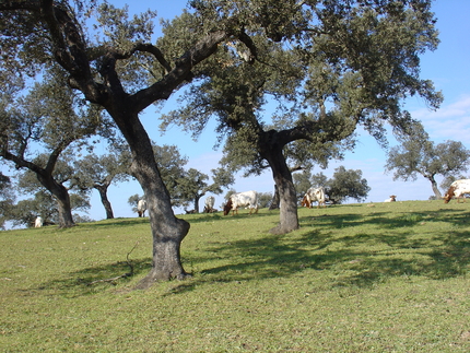 As Florestas de Portugal