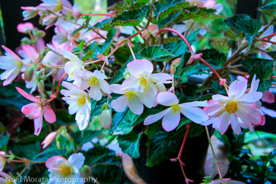 A Plant Fanatic In Hawaii