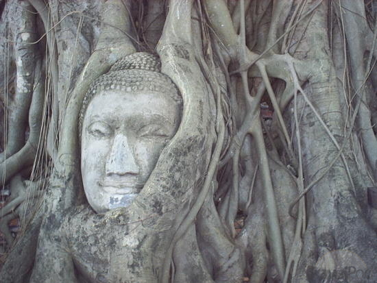 Photo Junction: Bodhi Tree Photos