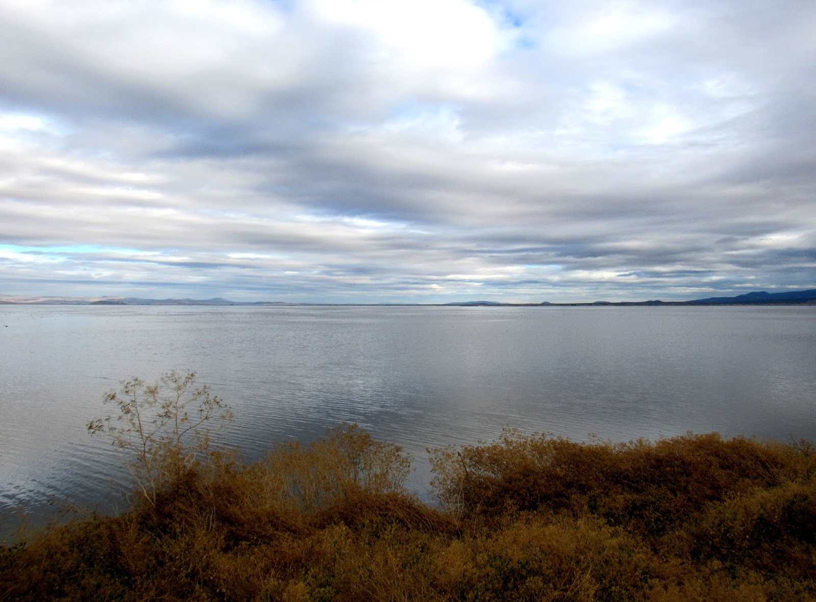 Birding at Tule Lake National Wildlife Refuge
