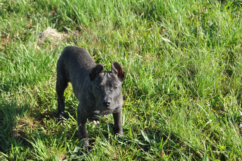Cimarron Uruguayo: Alguns dos Cimarrones em nossa Fronteira Oeste - RS