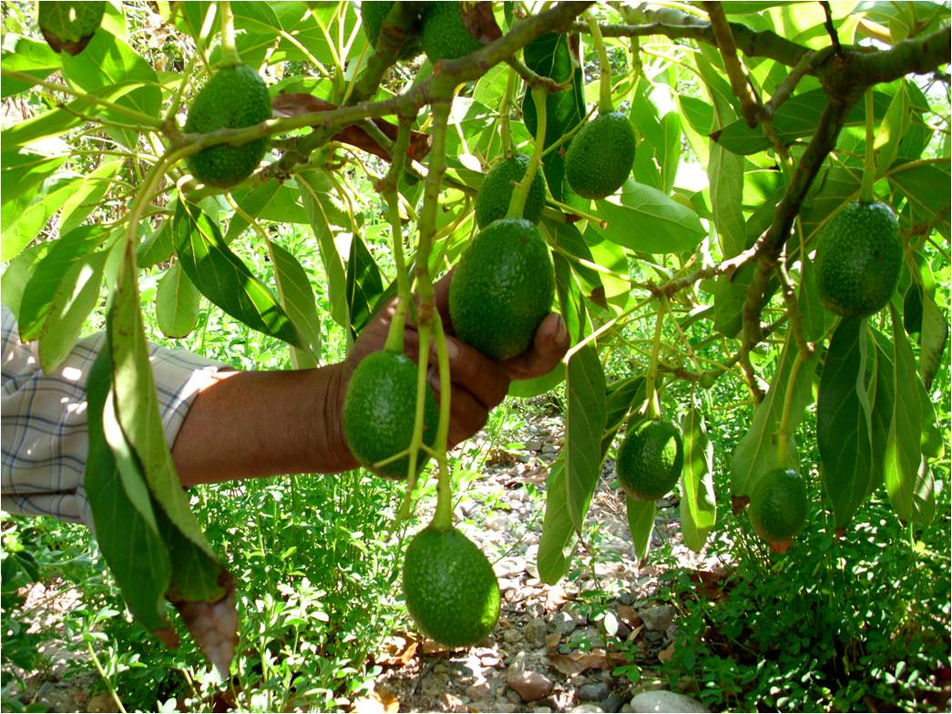 PROPIEDADES DE LA PALTA: INTRODUCCIÓN