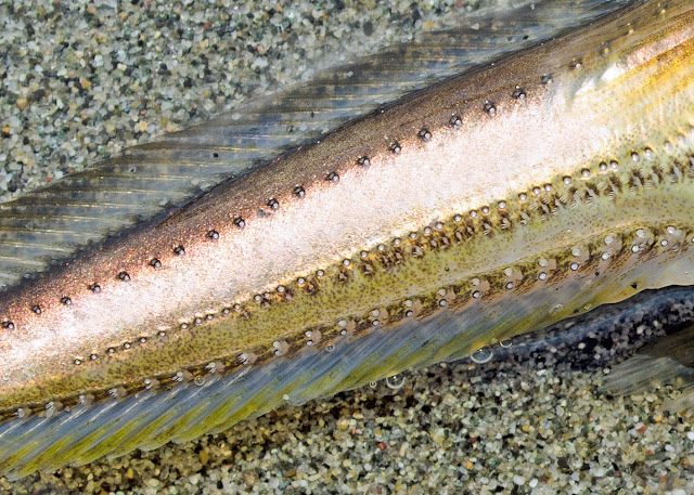 Wanderin' Weeta (With Waterfowl and Weeds): Fish on the sand
