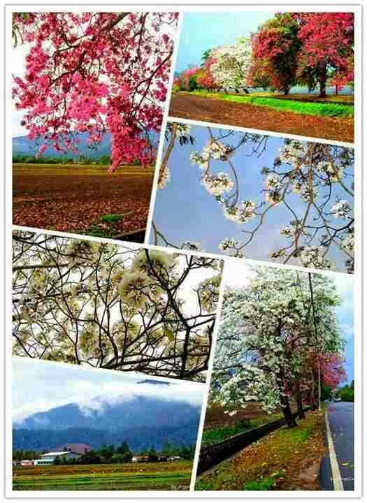 (GAMBAR) Keindahan Musim Bunga Sakura di Kedah...Hampa Tak Payah Pi ...
