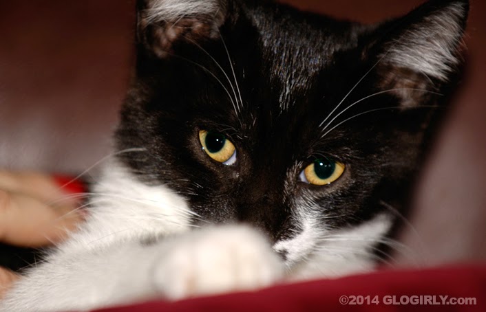 GLOGIRLY: Katie, Katie, Katie