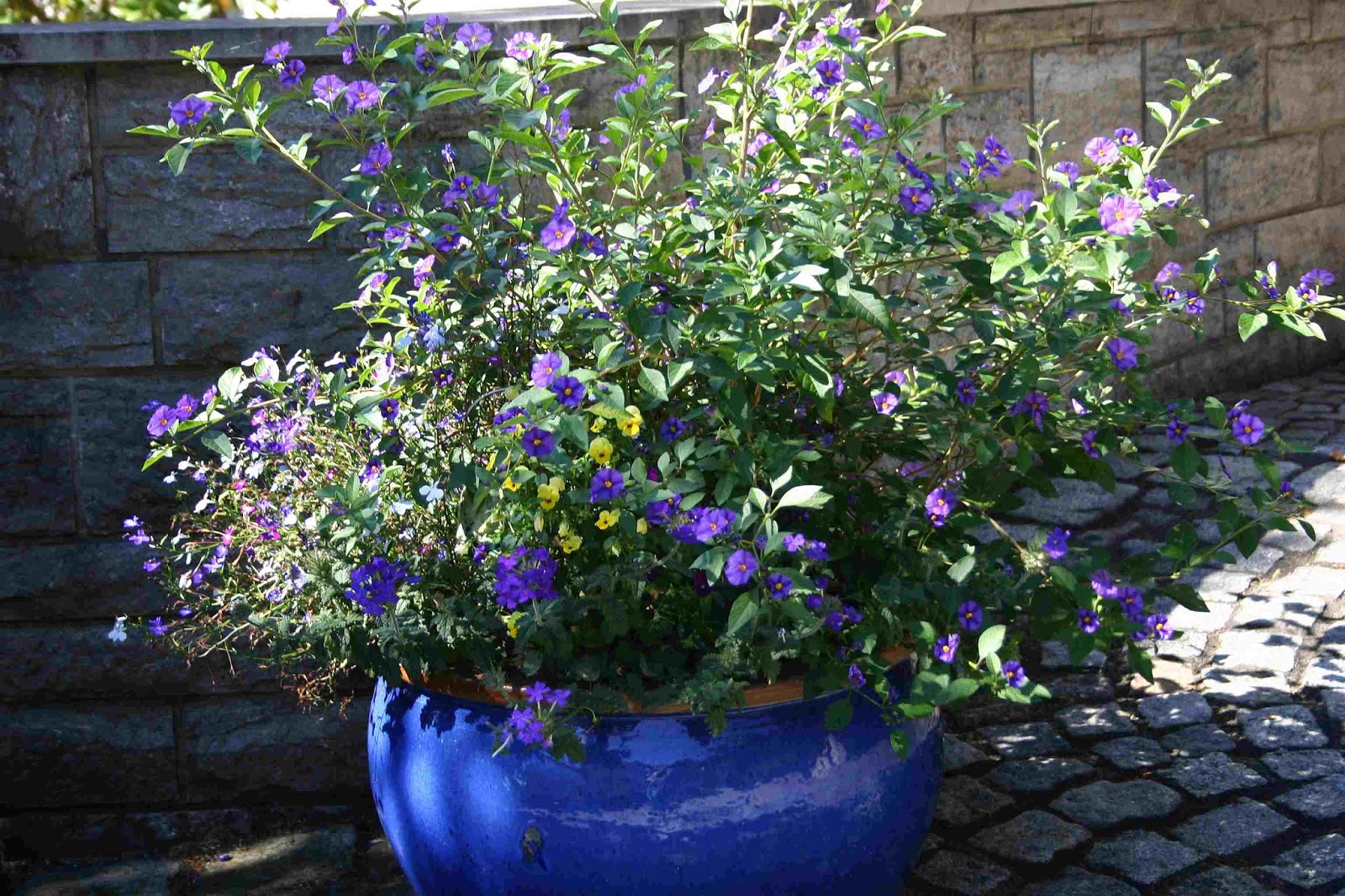 Solanum Lycianthes rantonnetii