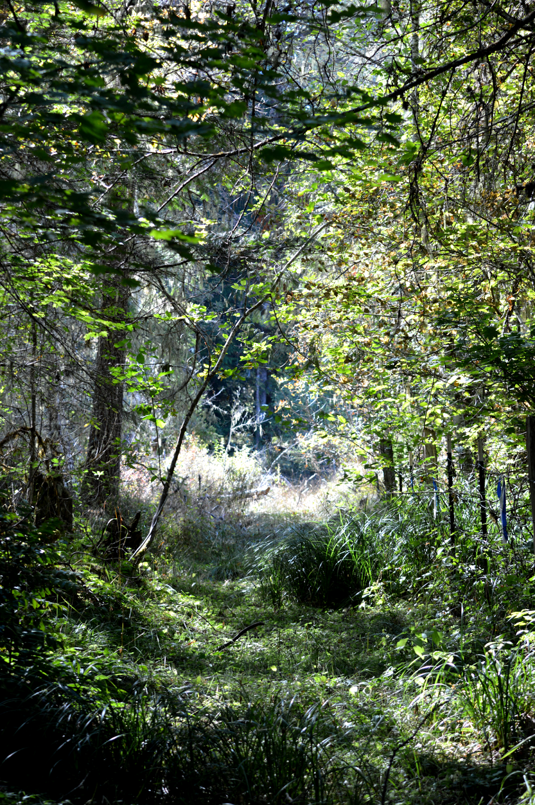 Art Threads: Friday Inspiration - Taking in the Forest