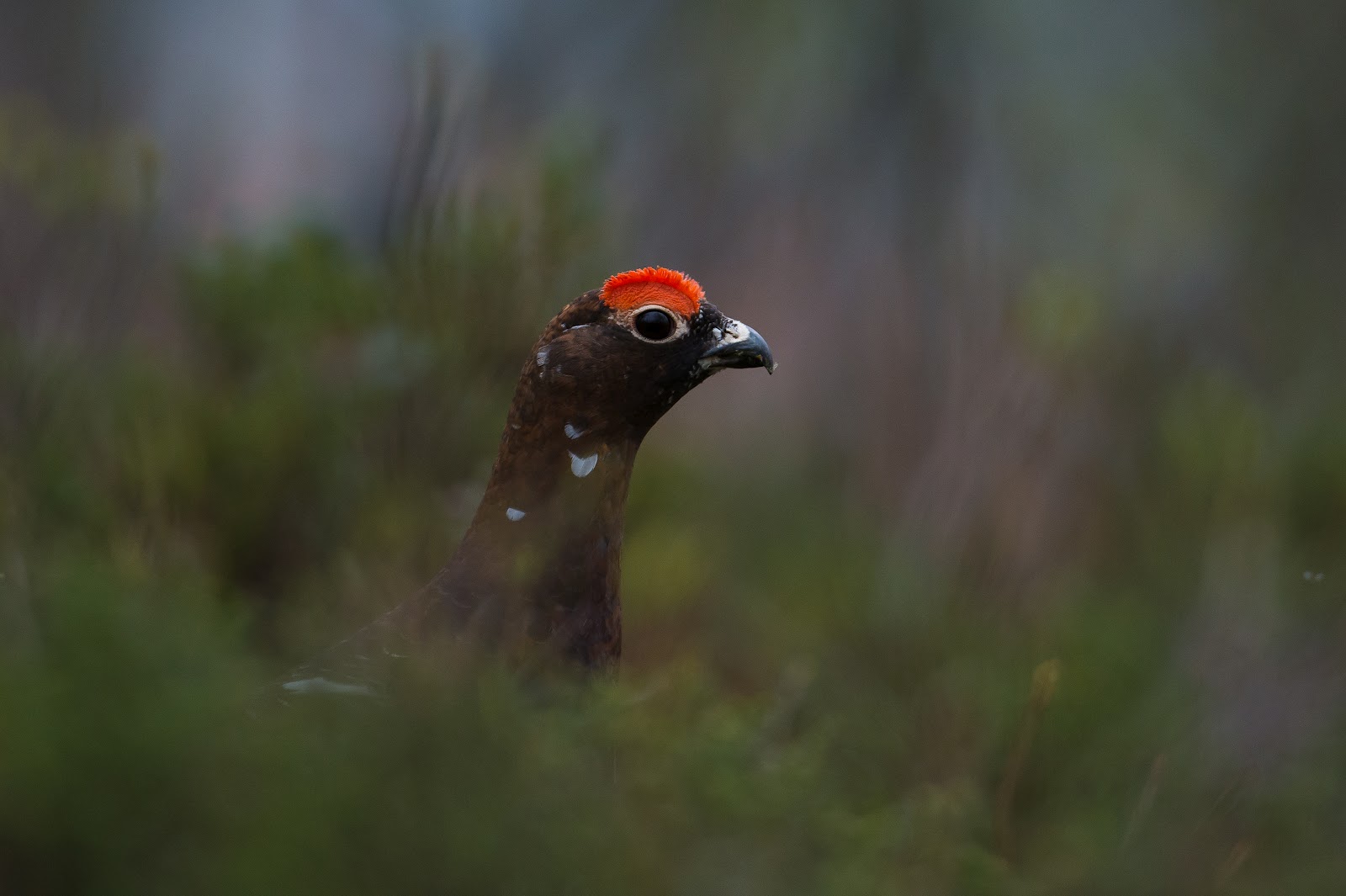 Roger Brendhagen: Ryper