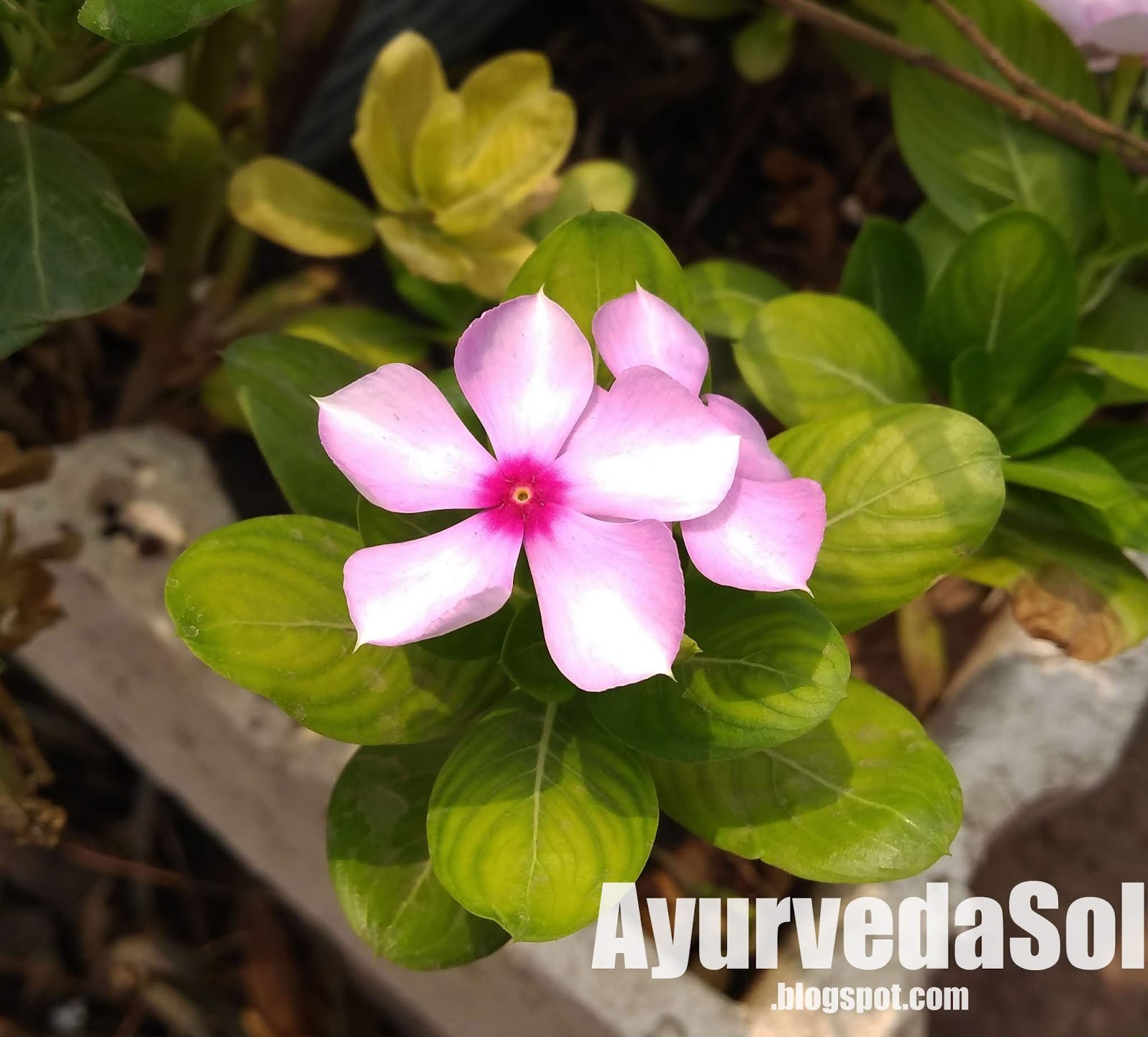 Ayurveda Solution: Remedies & Benefits of Sadabahar, Periwinkle, or ...
