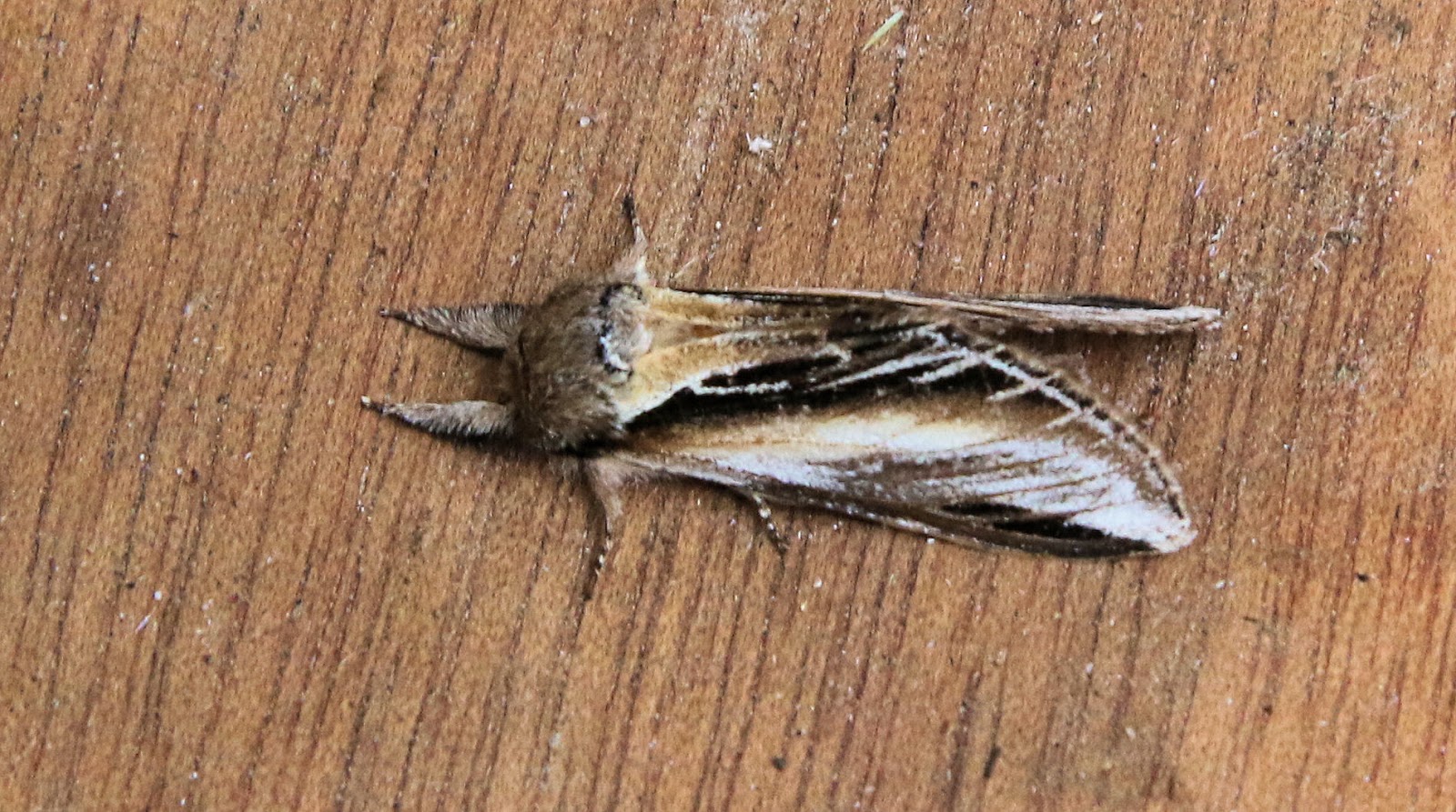 Birding with Flowers: June Moths