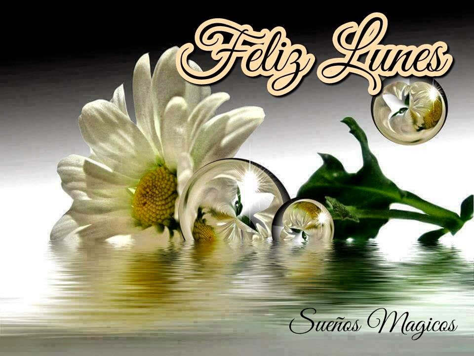 Rosas Blancas para un Feliz Lunes