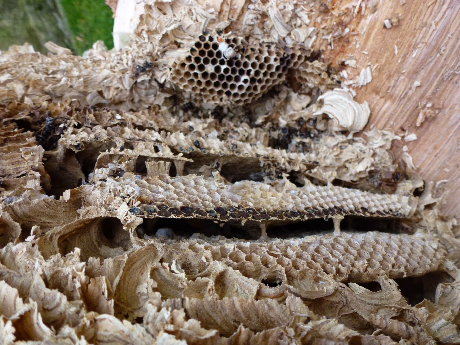 TrogTrogBlog: Wasp nest