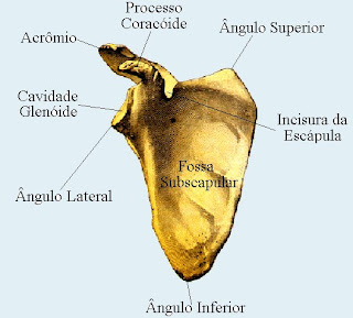 Portafolio de Medicina: Escápula