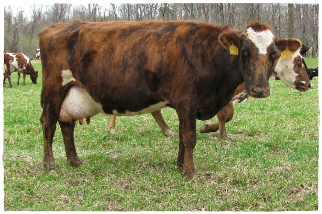 Amazing Grace Dairy: 60 Crossbred Cows to Go to New Holland Auction on ...