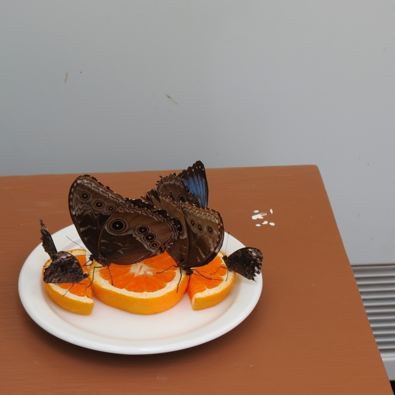 Travel New Brunswick by Motorcycle: Some time in Edmundston & the Foire ...