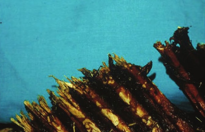 Deformutilation: Postmortem Animal Predation