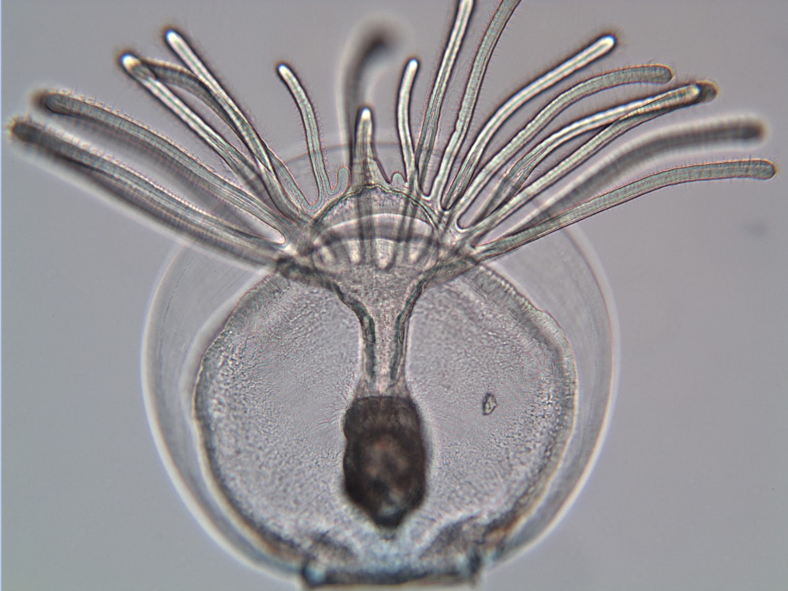 Invertebrate Embryology: Inarticulate Brachiopod Larvae