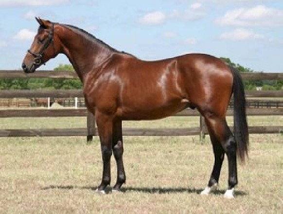 caballos: ¿como distinguir los colores de los caballos?